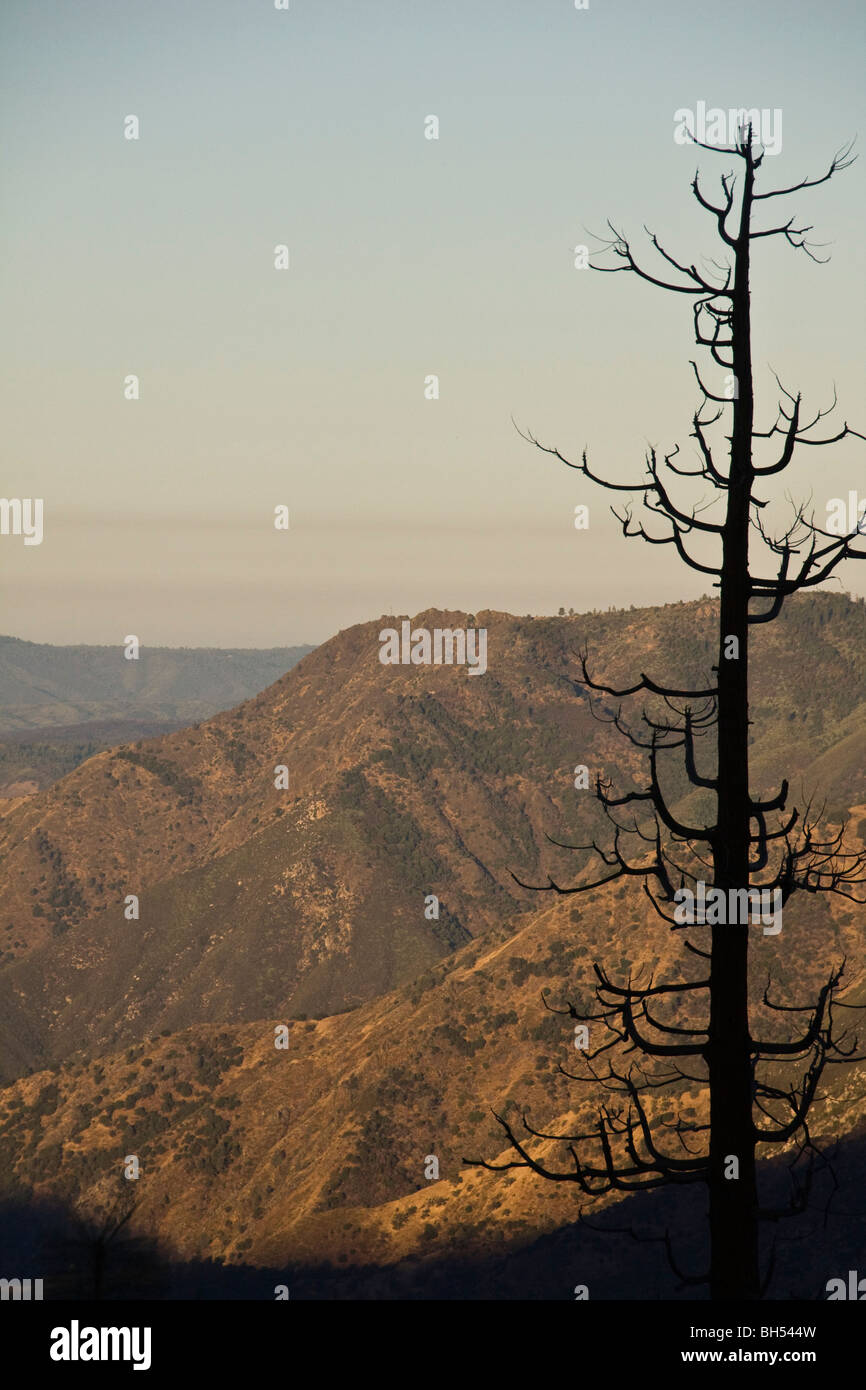 View of tree silhouette hi-res stock photography and images - Alamy