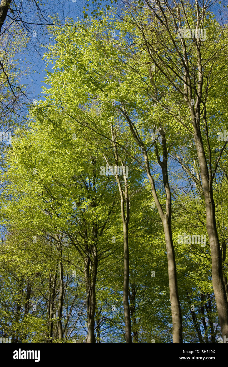 Beech trees in Spring Stock Photo - Alamy