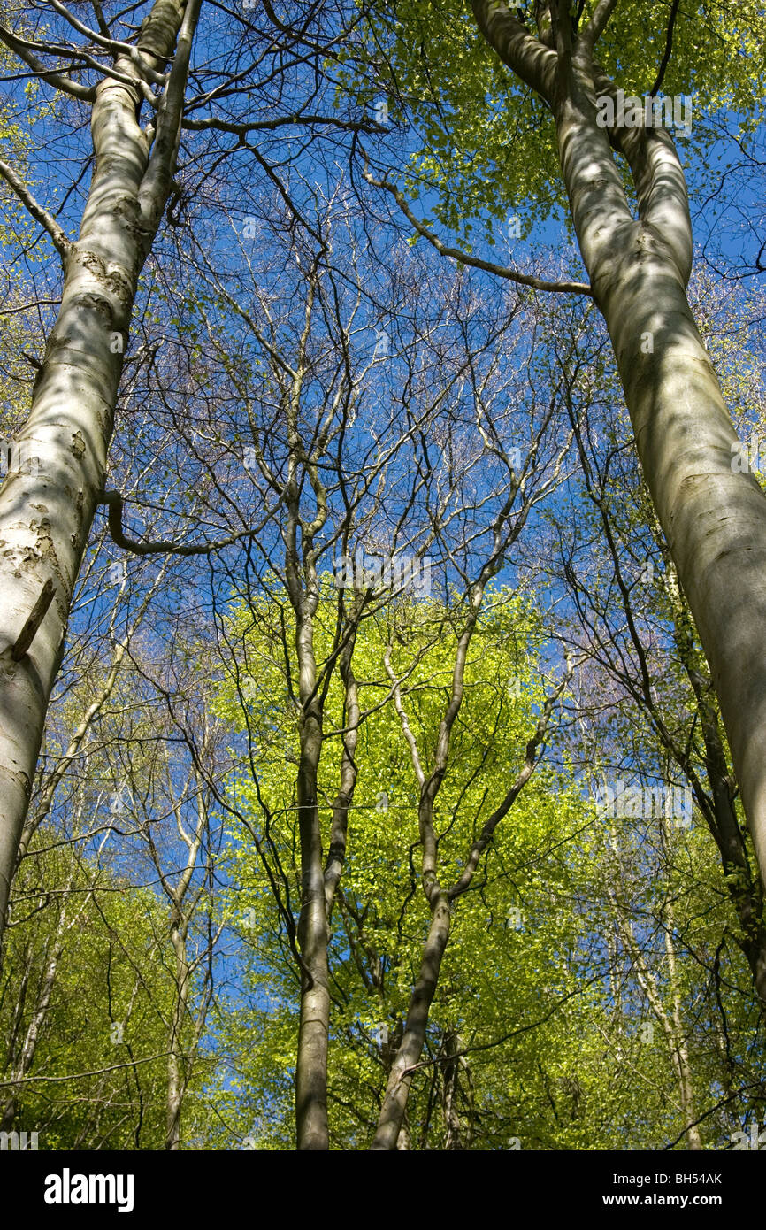 Beech trees in spring hi-res stock photography and images - Alamy