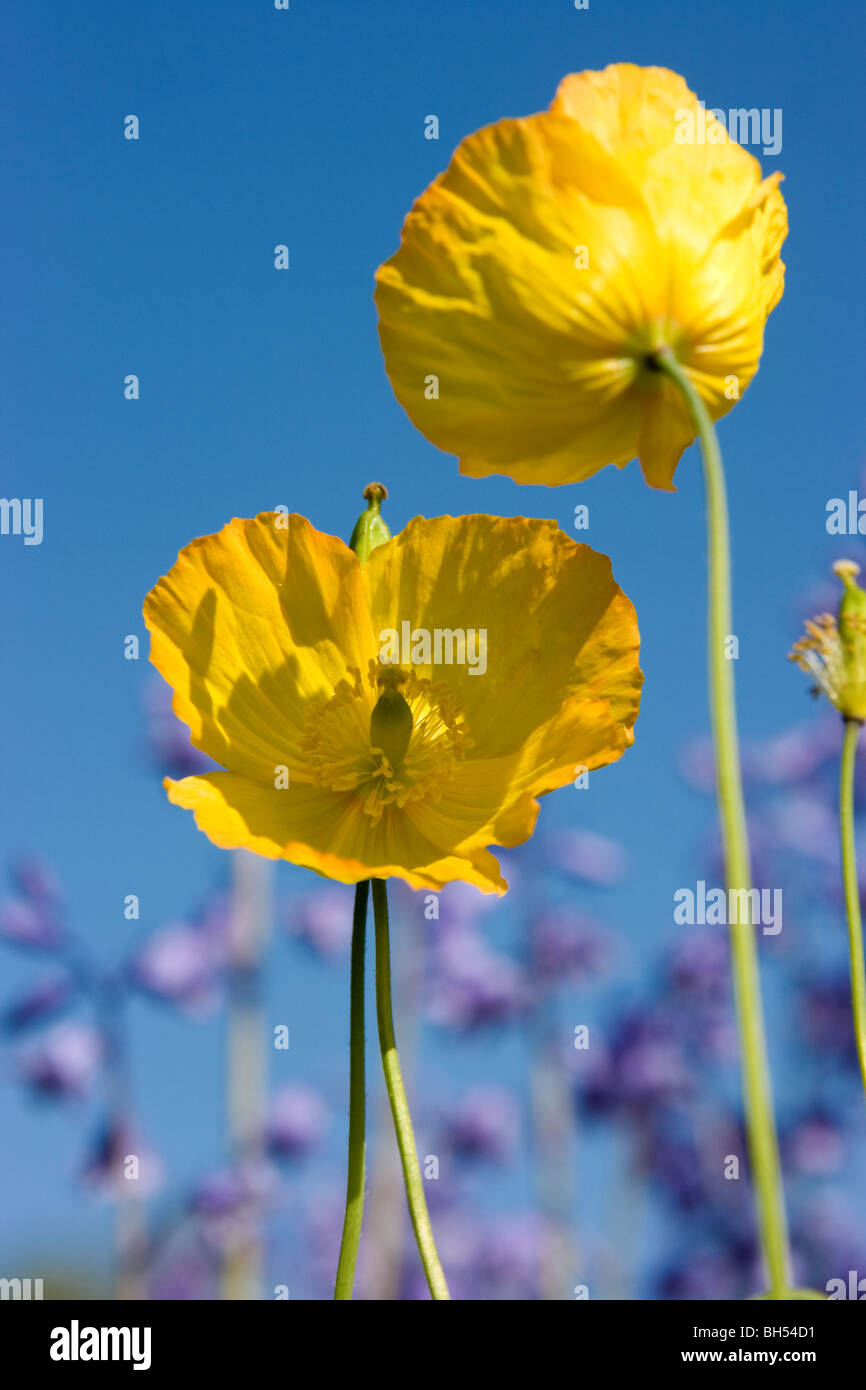 Welsh poppies hi-res stock photography and images - Alamy