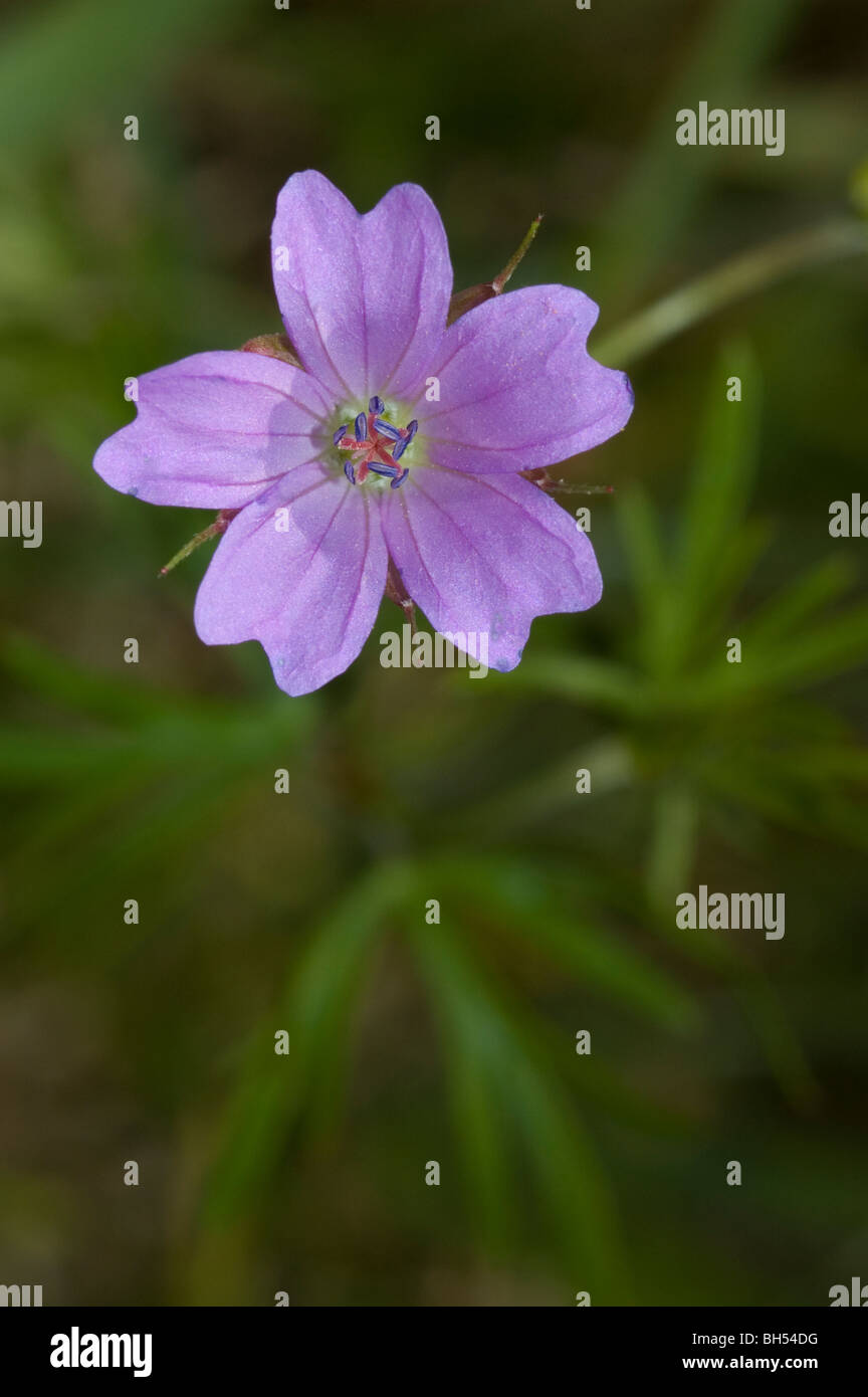 Red cranesbill or Cutleaf geranium (Geranium dissectum Stock Photo - Alamy