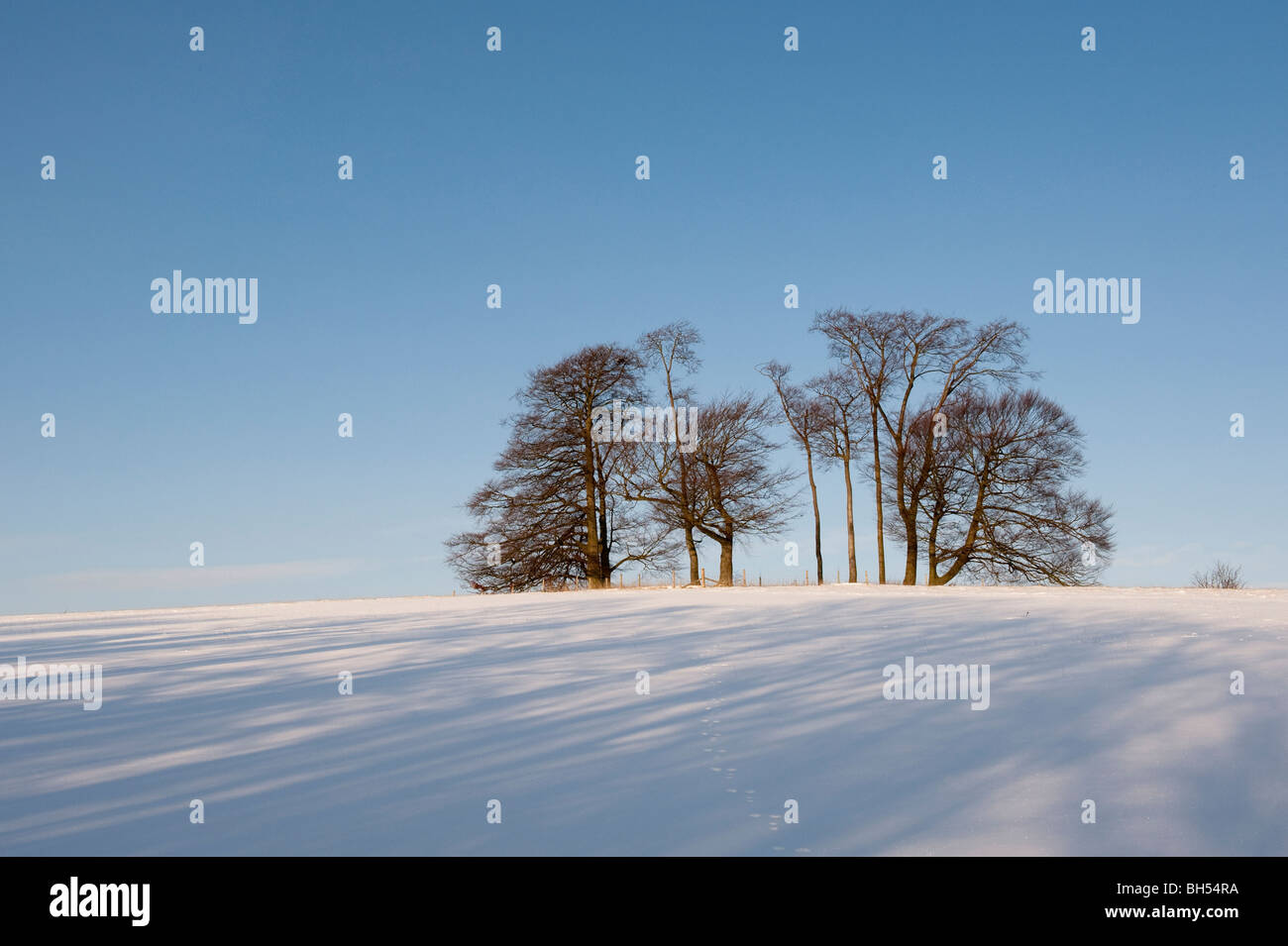 A clump of beech trees on snow covered Pinnacle Hill, on the Chiltern ...