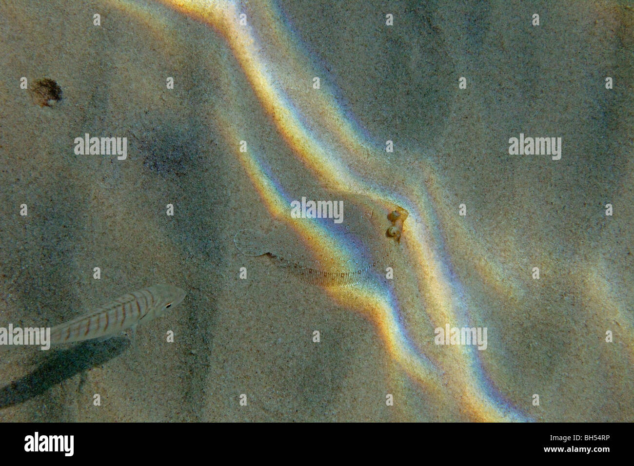 sand sole lying at the sea floor Stock Photo - Alamy