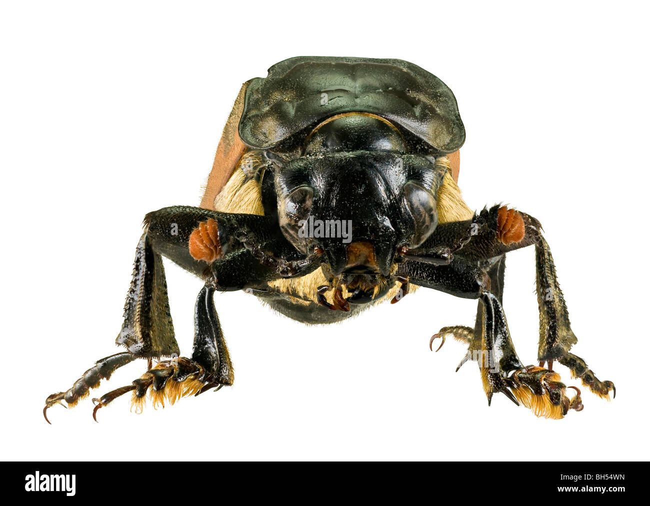 Family beetles Cut Out Stock Images & Pictures - Alamy
