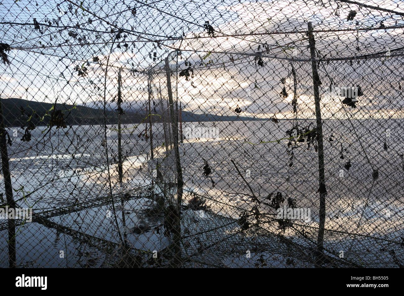 Gillnet hi-res stock photography and images - Alamy