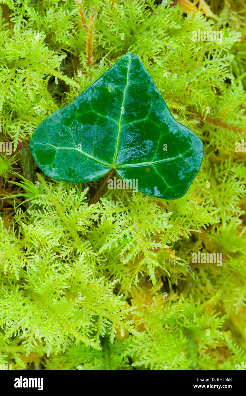 Common Ivy, leaf growing from among fronds of Mountain Fern Moss ...