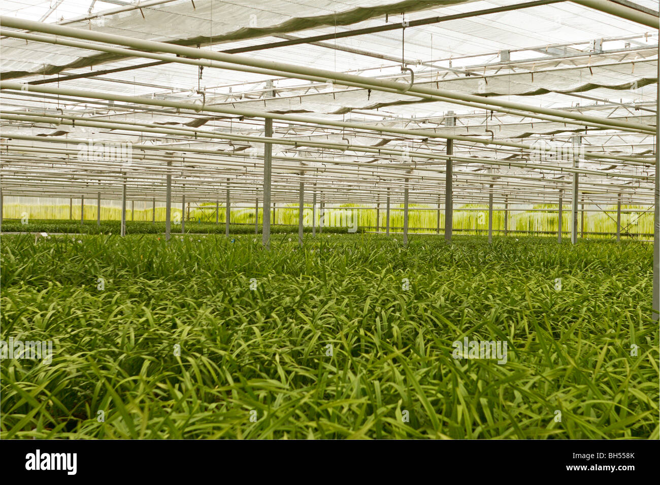 plant leaves in greenhouse Stock Photo - Alamy