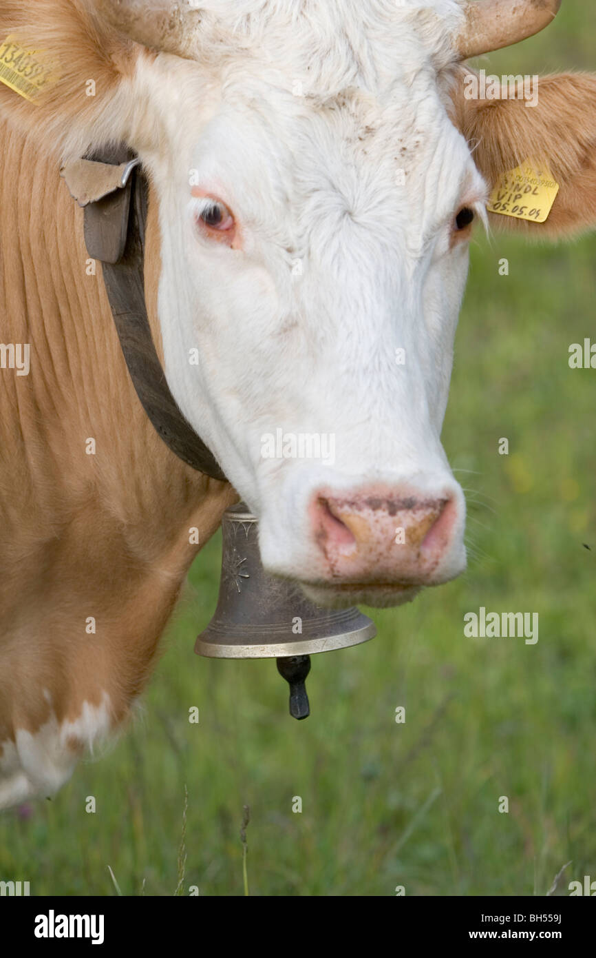 Alpine cow with bell and tagged ear, Italian Alps Stock Photo - Alamy