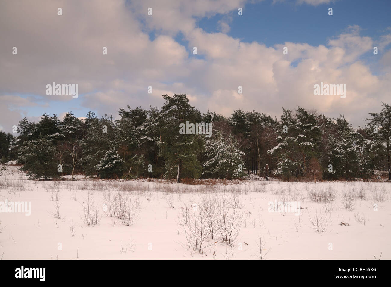 Tunstall Forest High Resolution Stock Photography and Images - Alamy