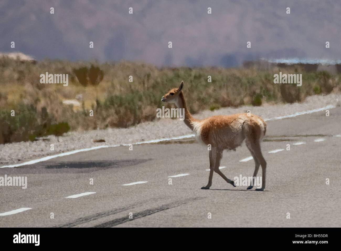 Vecuna crossing road , Route 52, Province of Jujuy, Argentina Stock ...