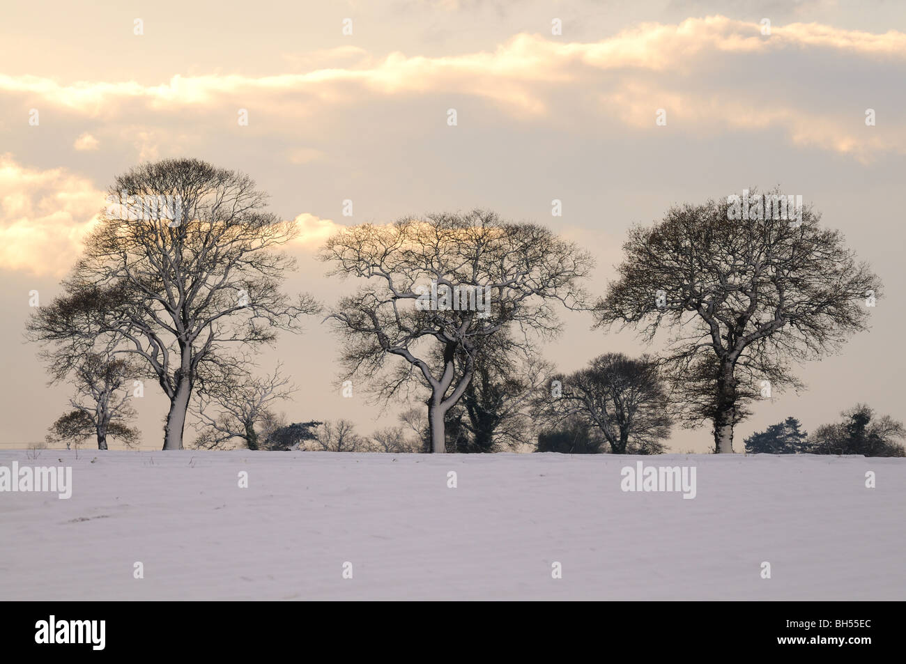 Tunstall forest hi-res stock photography and images - Alamy