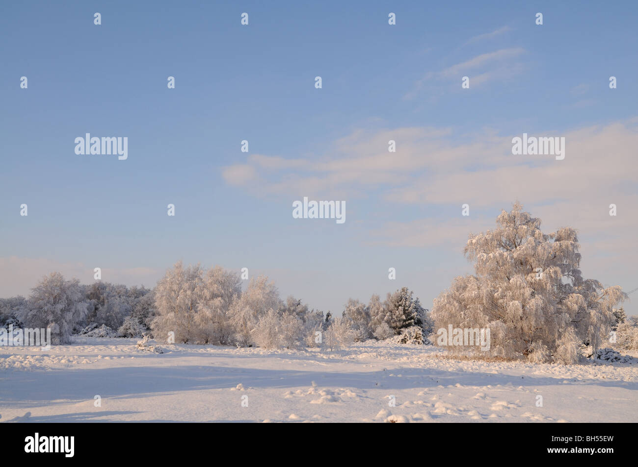 Tunstall Forest High Resolution Stock Photography and Images - Alamy