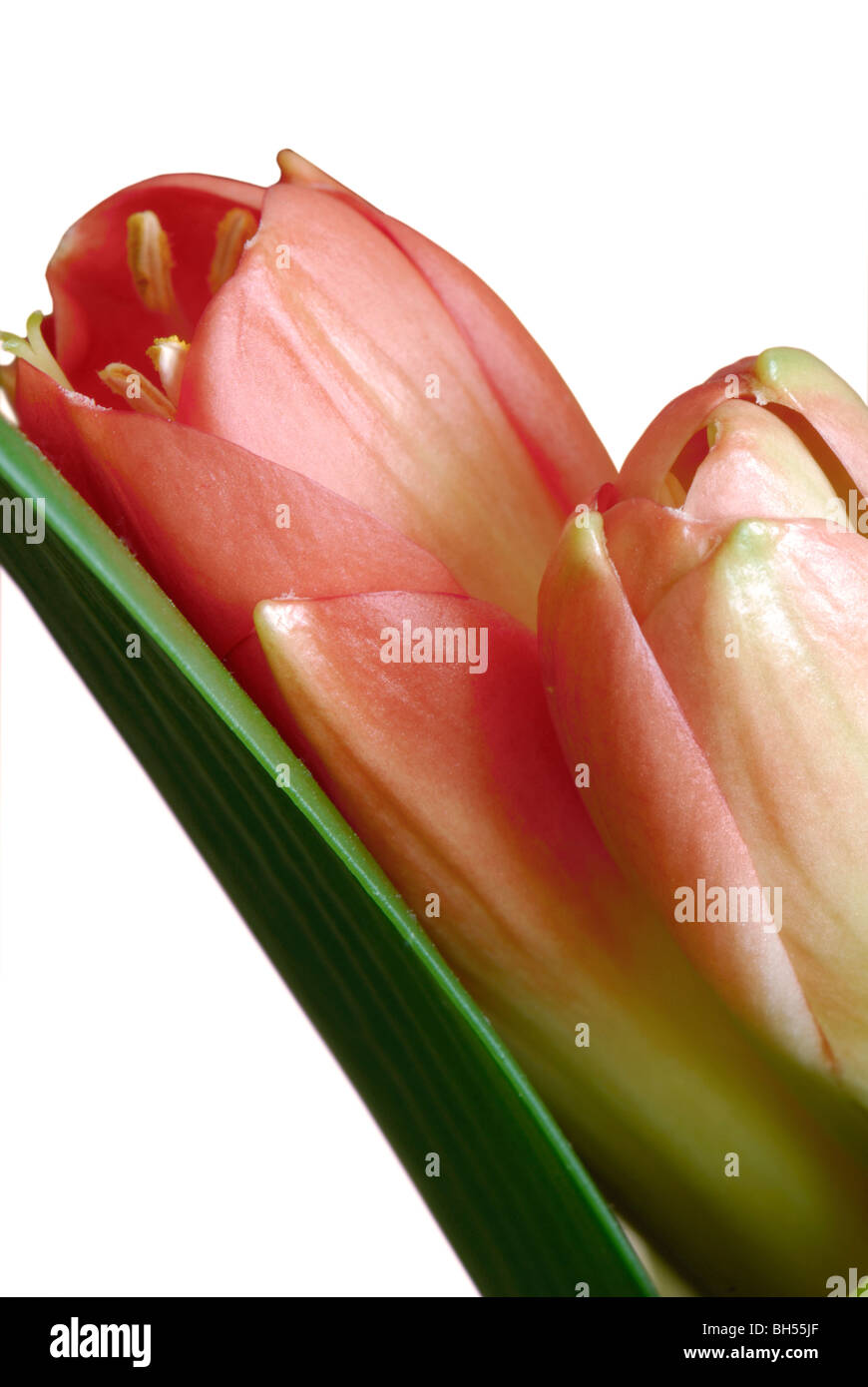 Types of buds hi-res stock photography and images - Alamy