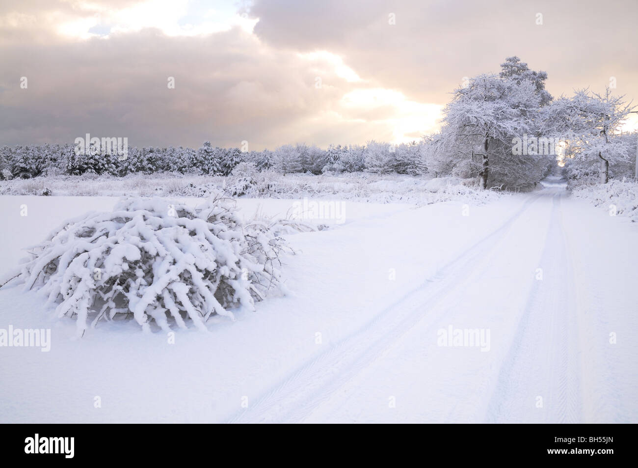 Tunstall forest hi-res stock photography and images - Alamy