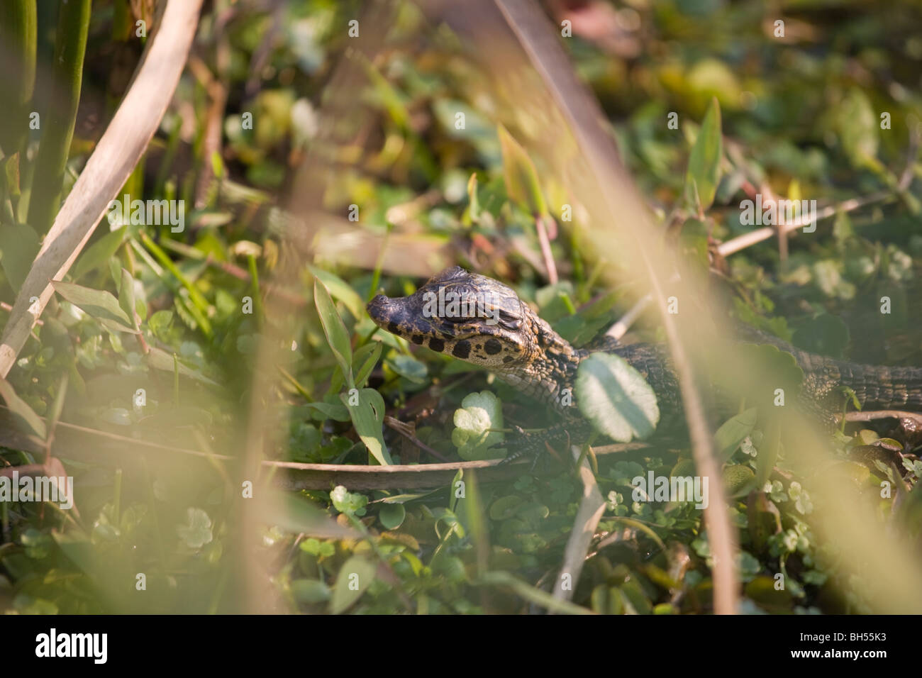 Kaiman, Caimaninae, yacare, esteros de ibera, Argentina Stock Photo - Alamy