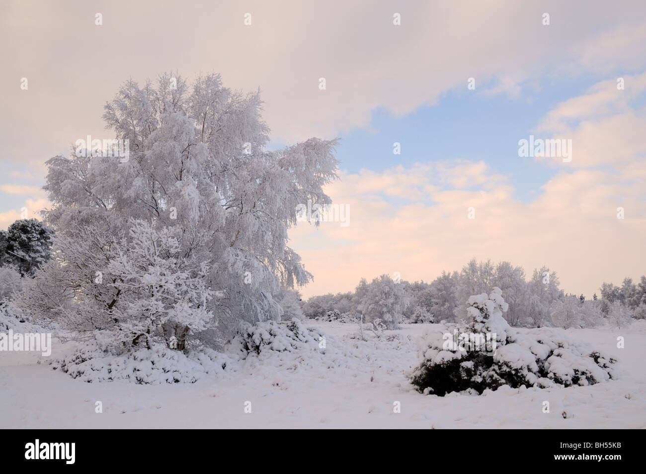 Tunstall forest hi-res stock photography and images - Alamy