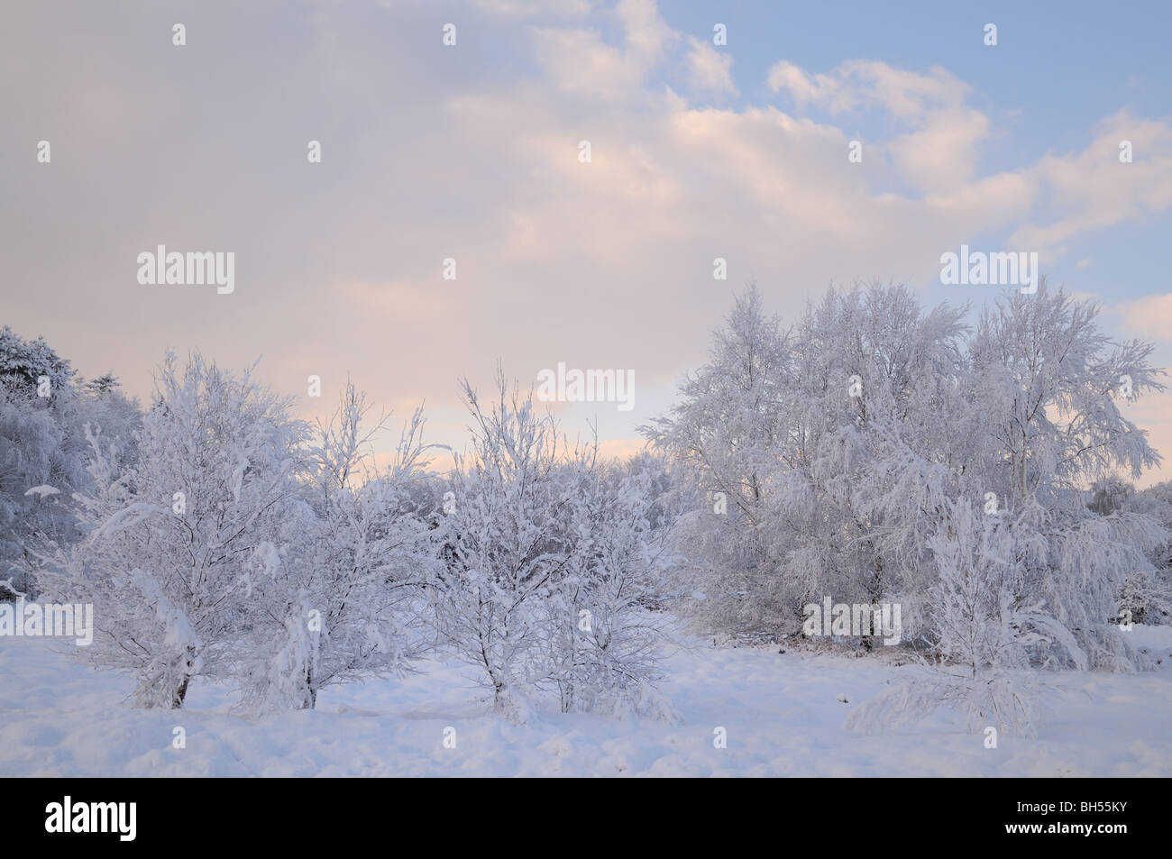 Tunstall Forest High Resolution Stock Photography and Images - Alamy