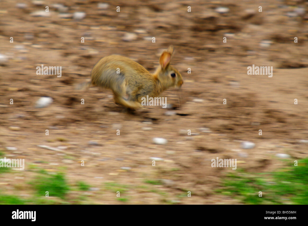 Running rabbit uk hi-res stock photography and images - Alamy
