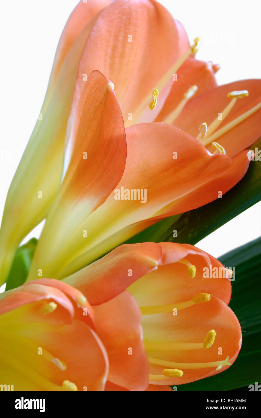 Flower of Hyppeastrum Stock Photo - Alamy