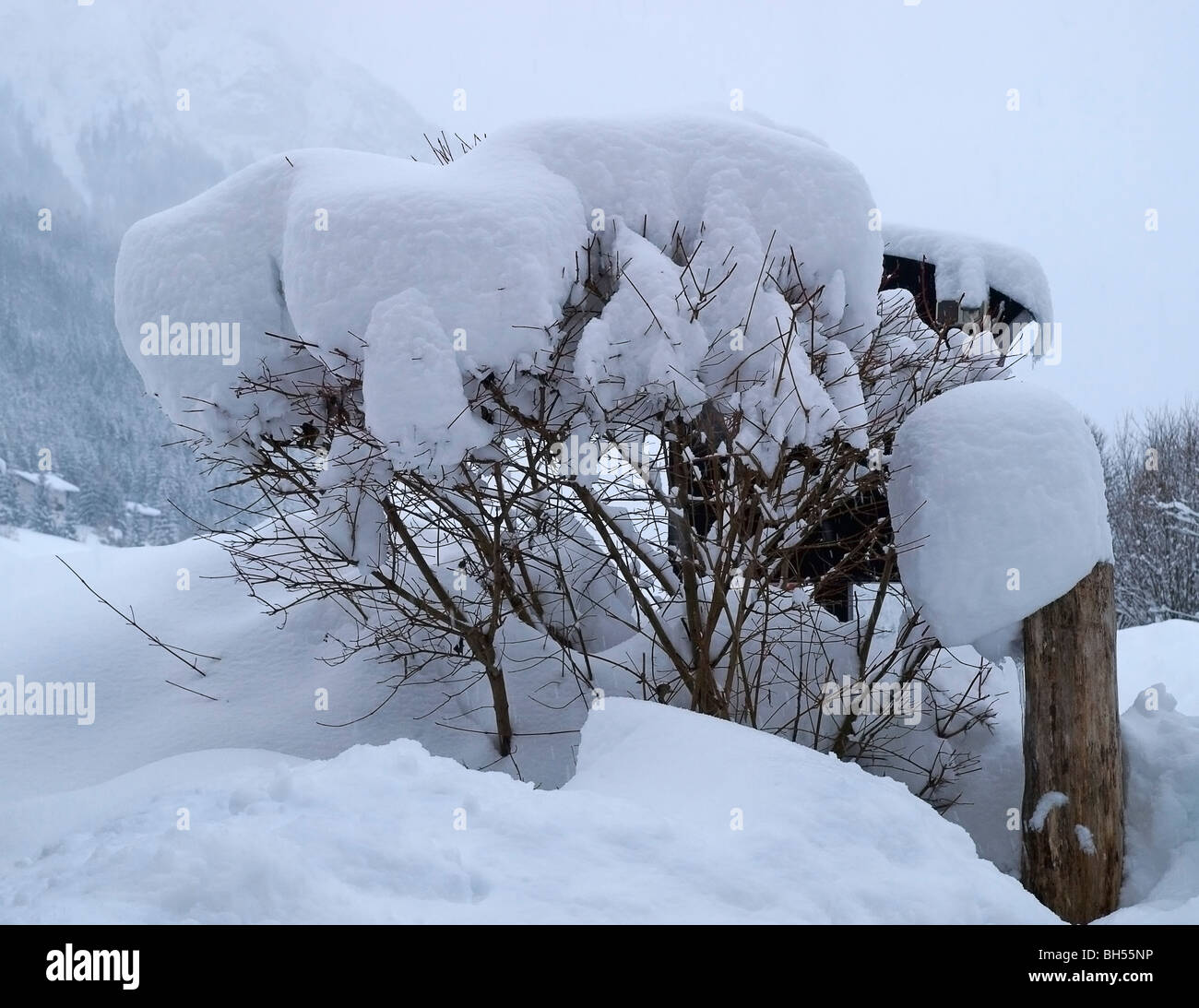 Bush covered with snow Stock Photo - Alamy