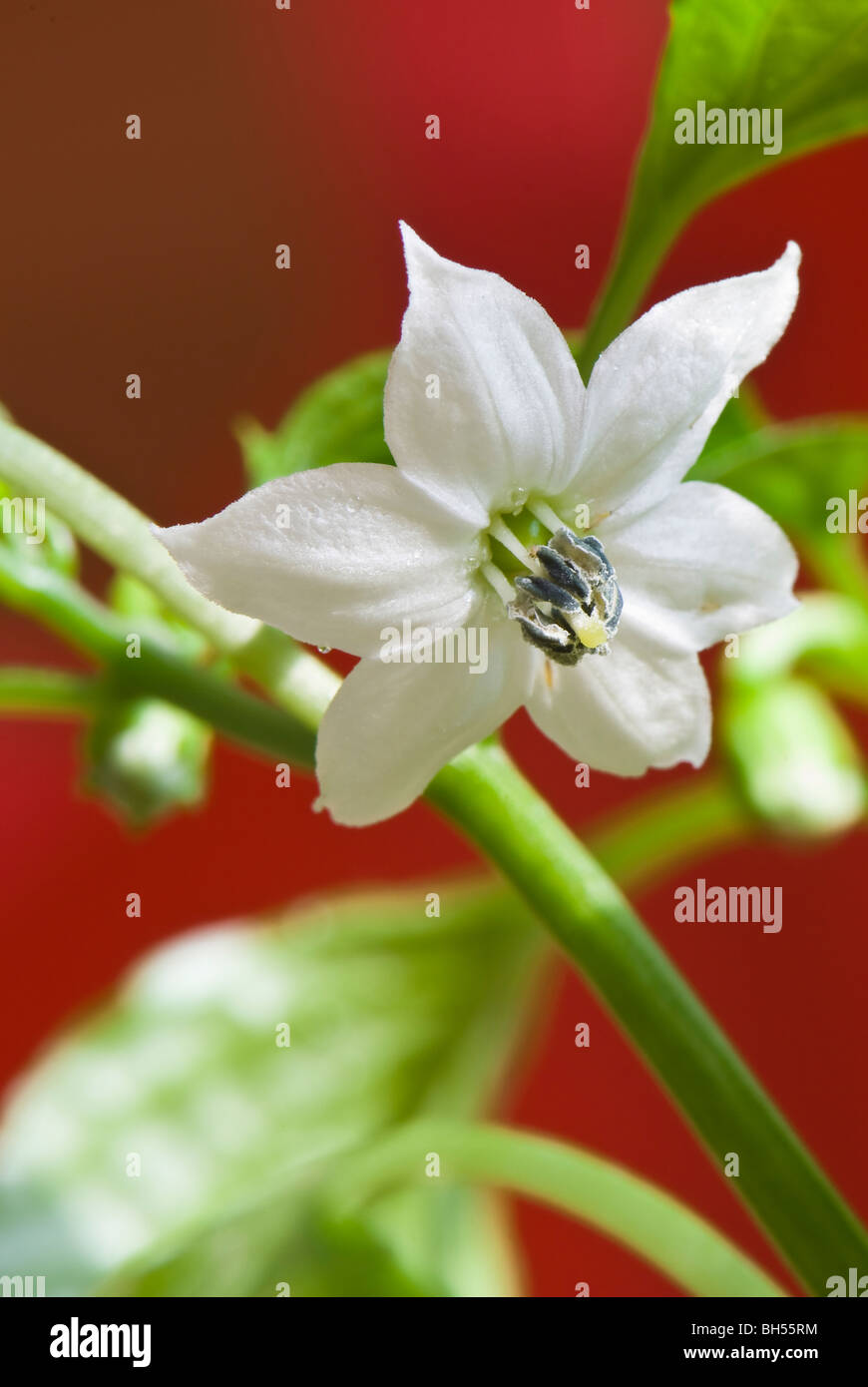 Macro of white paprika flower Stock Photo - Alamy