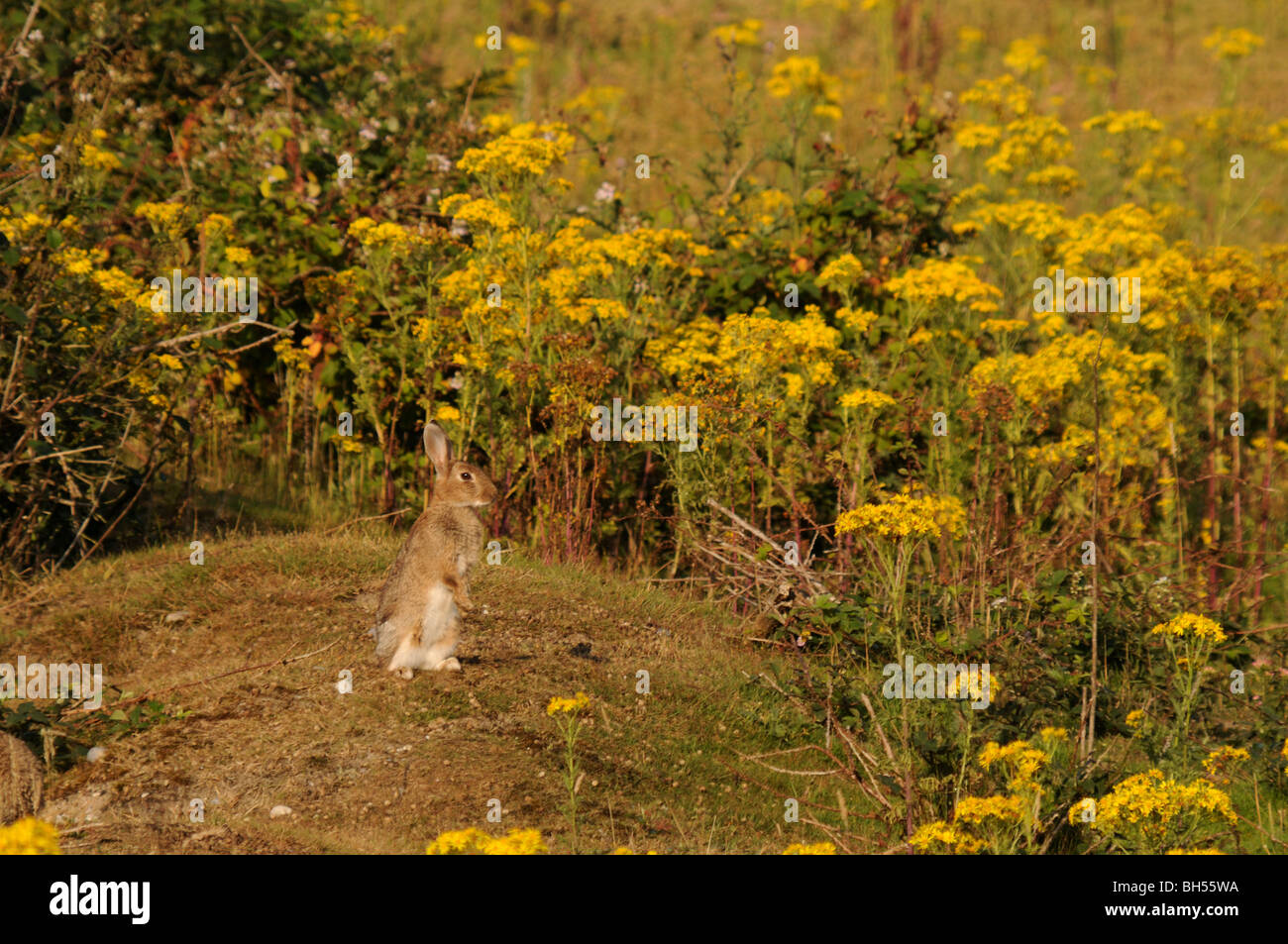 Alert Rabbit (Oryctolagus cuniculus), Dunwich Suffolk Stock Photo - Alamy