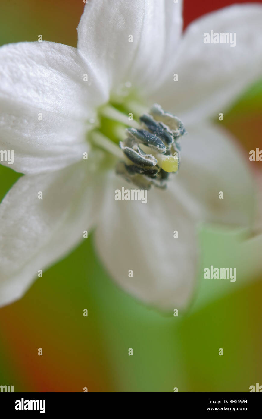 White paprika hi-res stock photography and images - Alamy
