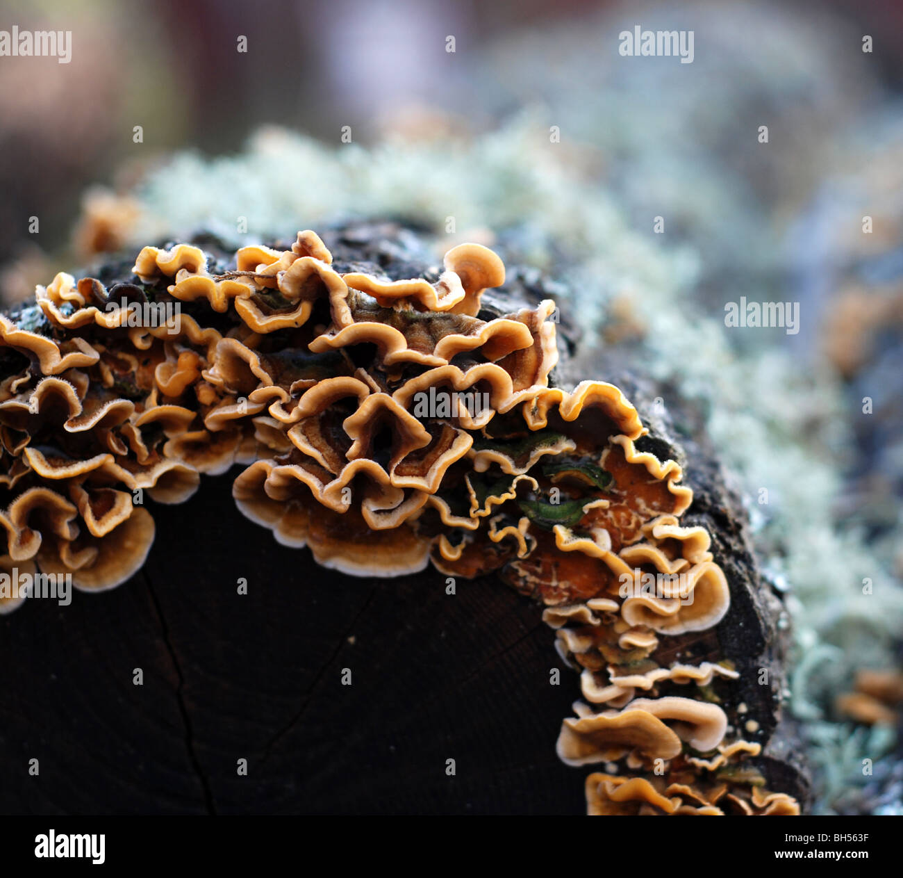 moss on oak Stock Photo - Alamy