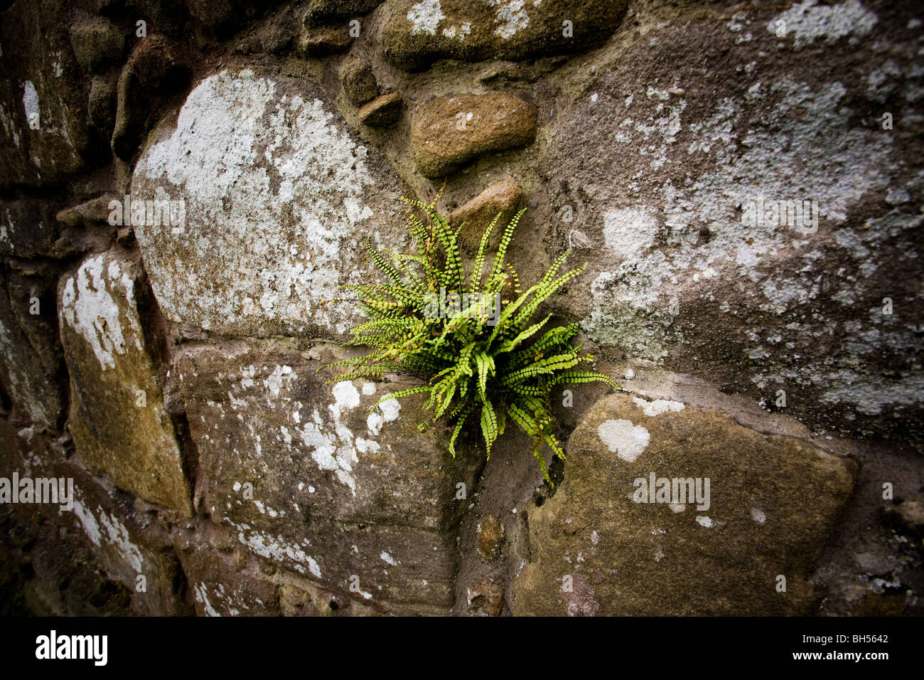 Ferns growing from the walls of Bolton Abbey, Yorkshire Dales, England ...