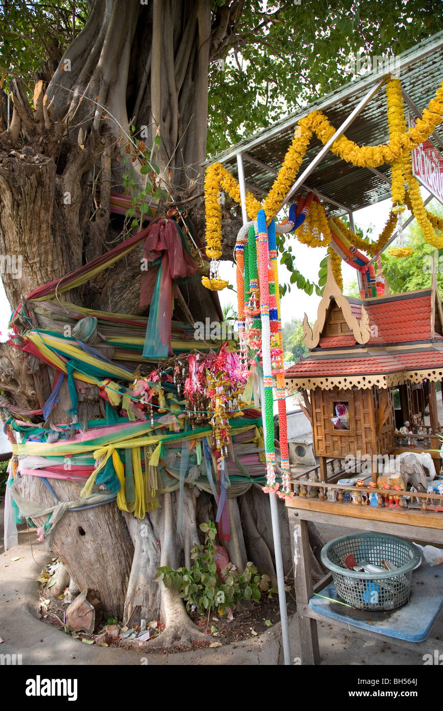 Kwai tree hi-res stock photography and images - Alamy