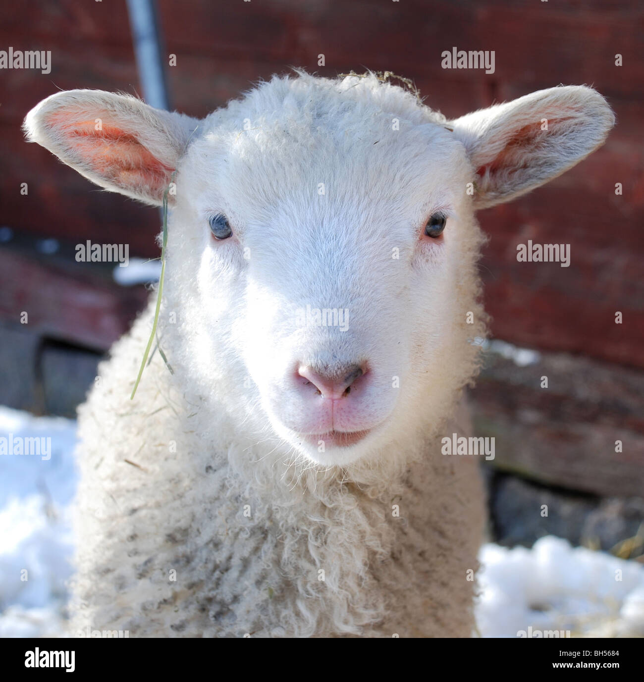 Cute little creatures hi-res stock photography and images - Alamy