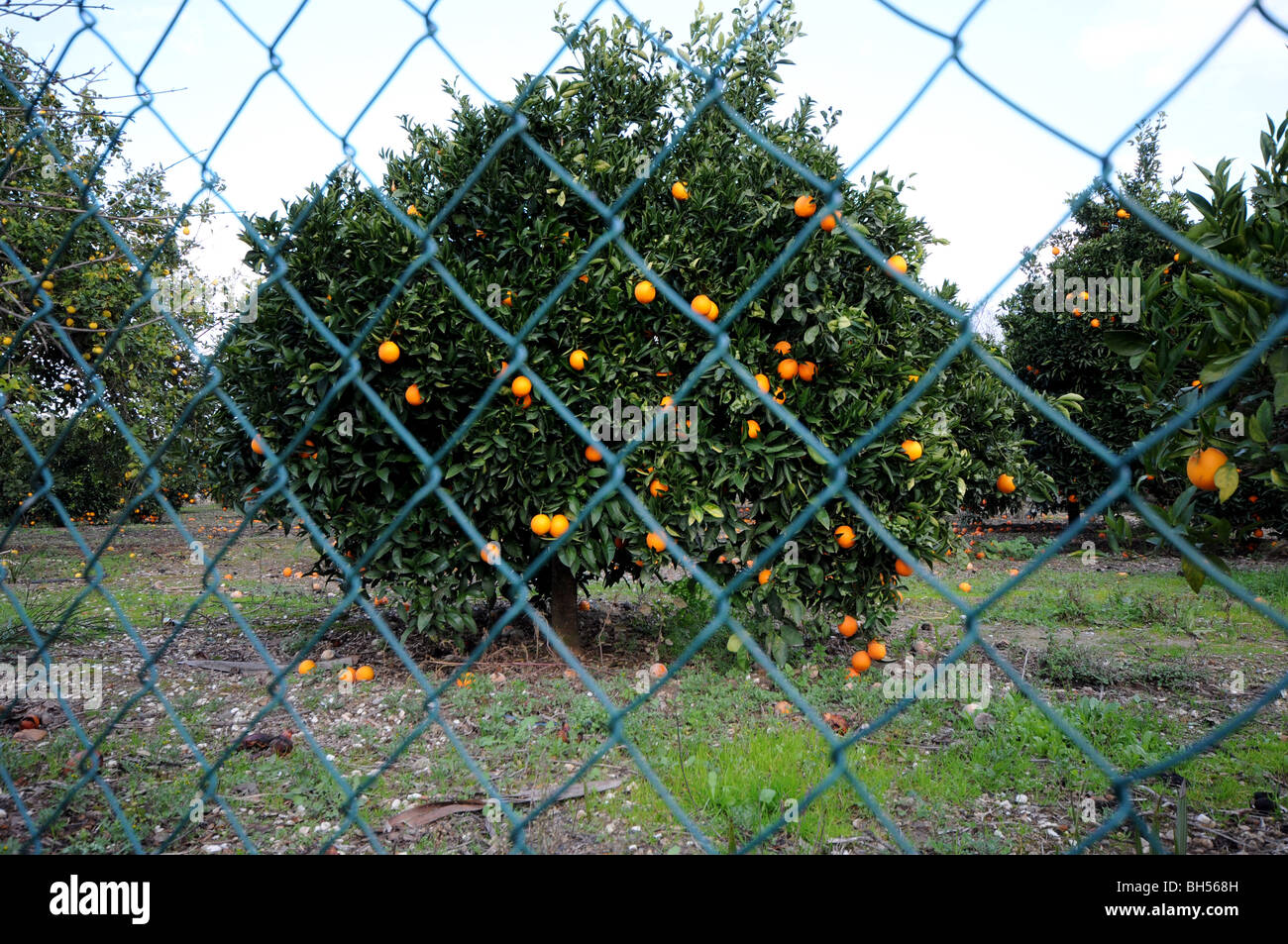 Tree agriculture farming fence hi-res stock photography and images - Alamy