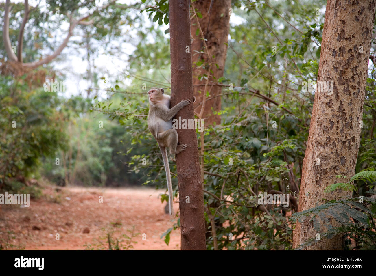 Primate holding onto tree hi-res stock photography and images - Alamy