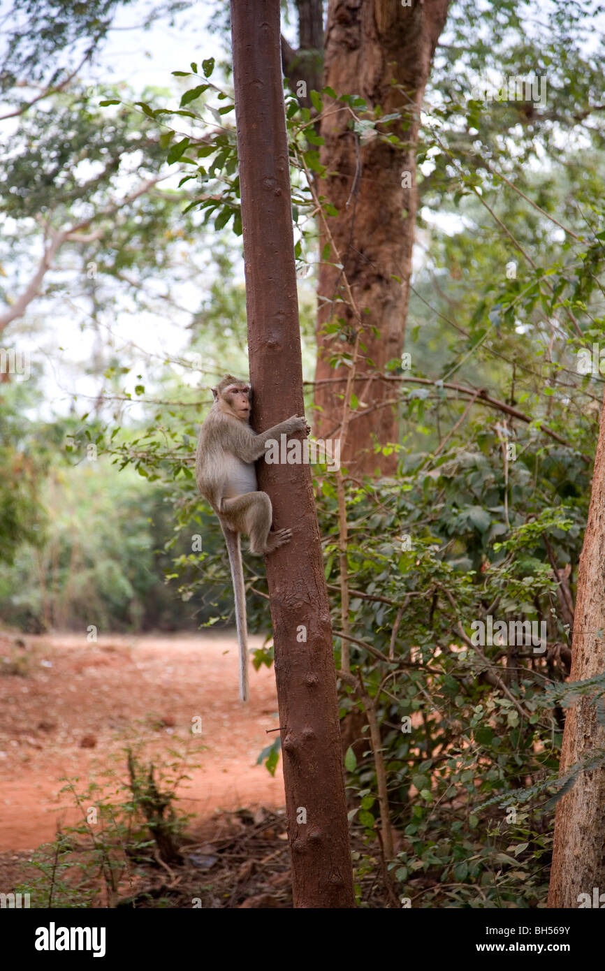 Monkey holding onto tree trunk Stock Photo - Alamy