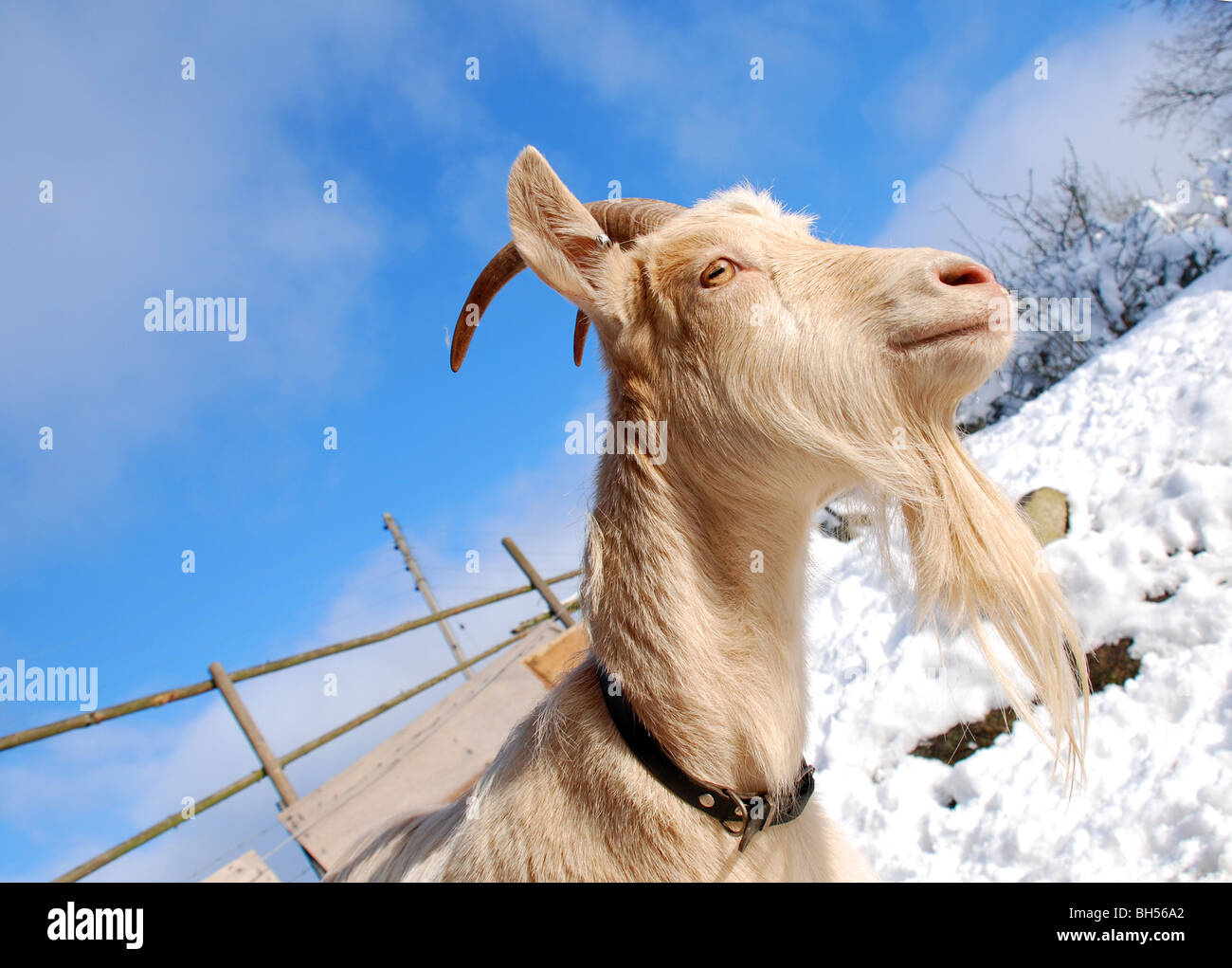 goat profile with sky and fence in background Stock Photo - Alamy