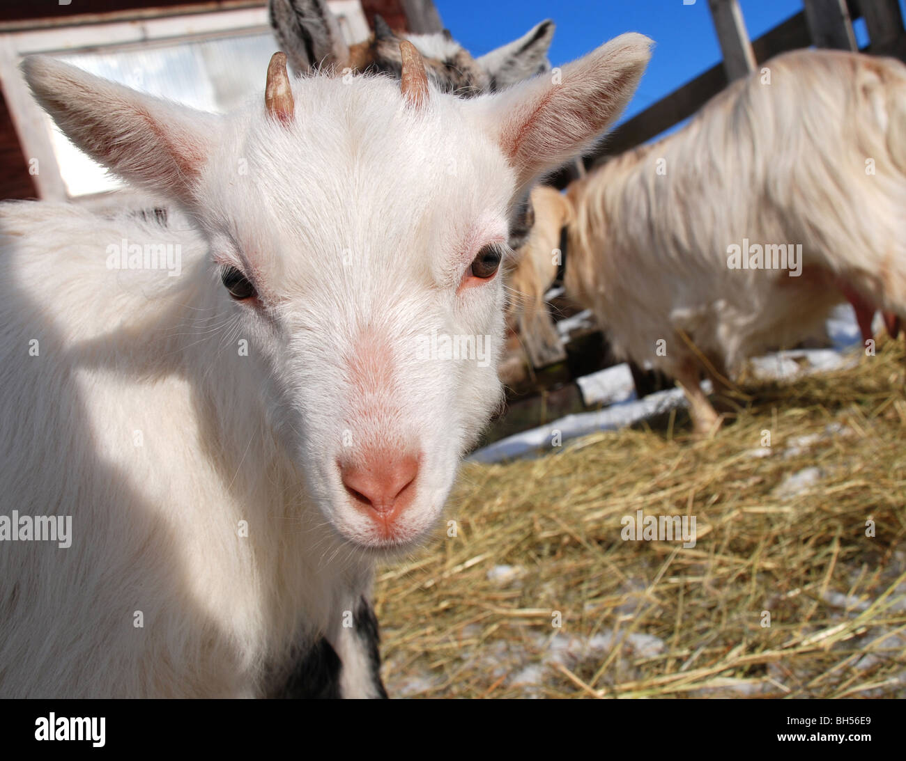Sky goat hi-res stock photography and images - Alamy