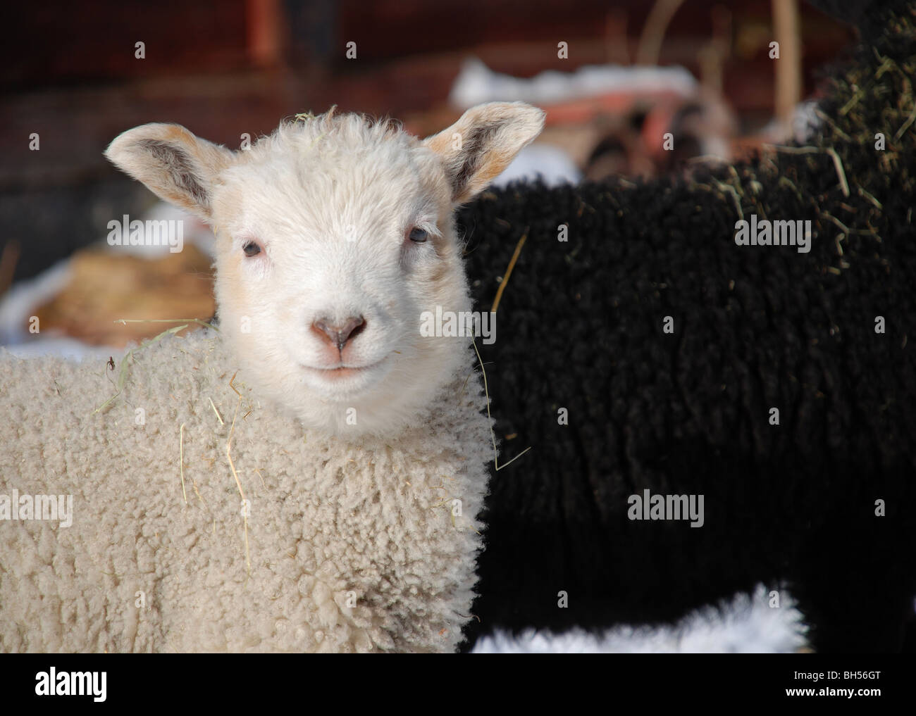 Curious Lamb High Resolution Stock Photography and Images - Alamy