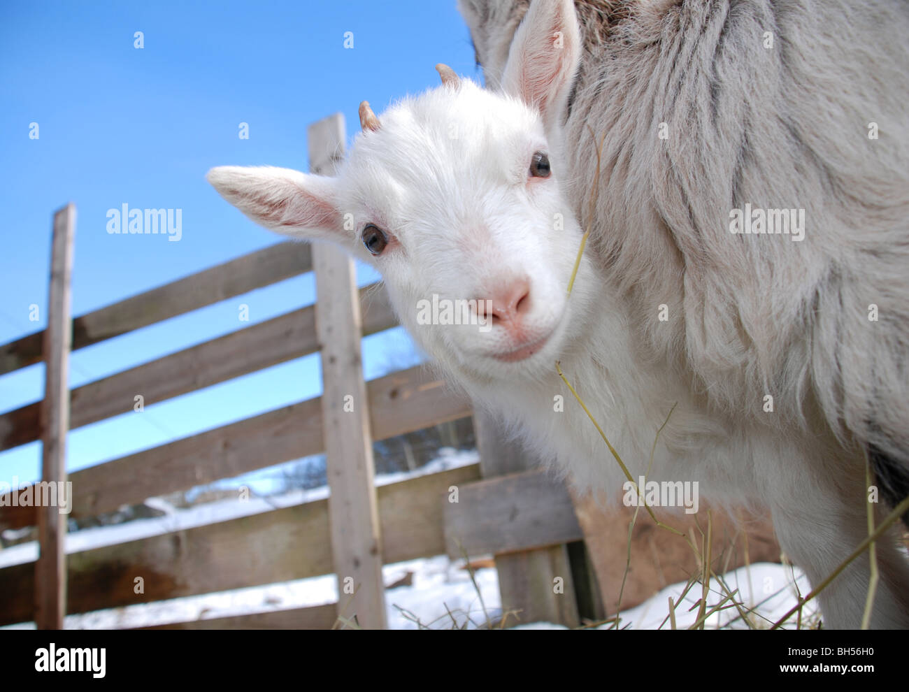 Curious goat kid Stock Photo - Alamy