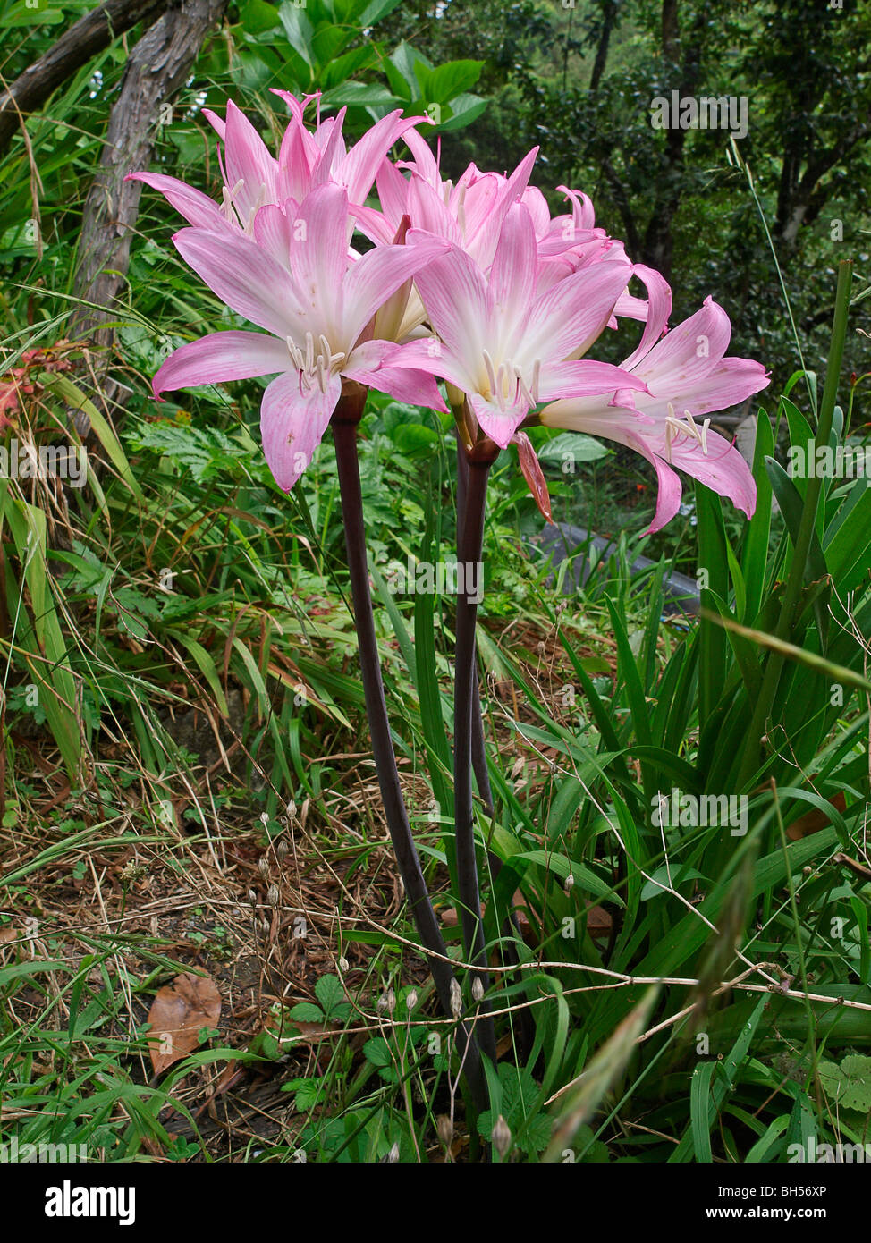 Brunsvigia rosea hi-res stock photography and images - Alamy