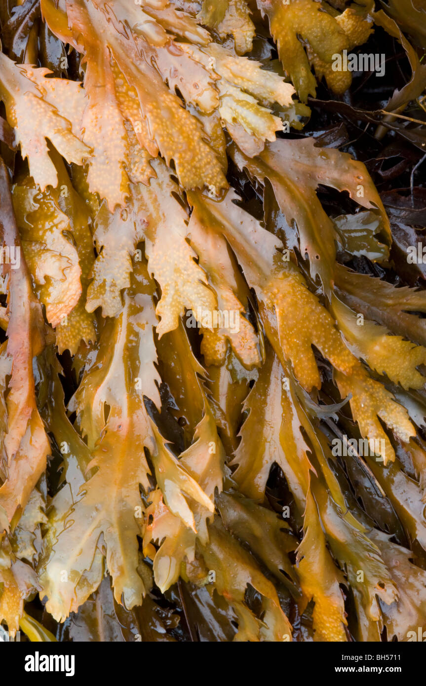 Serrated Wrack, Fucus serratus, seaweed on the shore, Isle of Skye ...