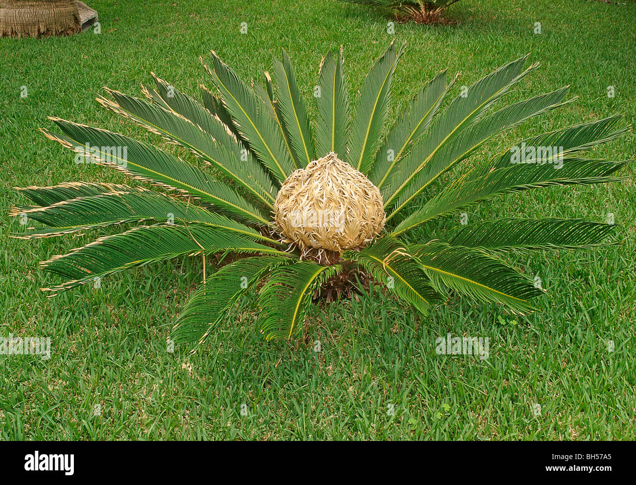 Sago tree hi-res stock photography and images - Alamy