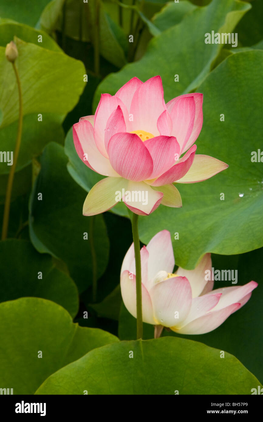 Lotus flowers in Balboa Park, San Diego Stock Photo - Alamy