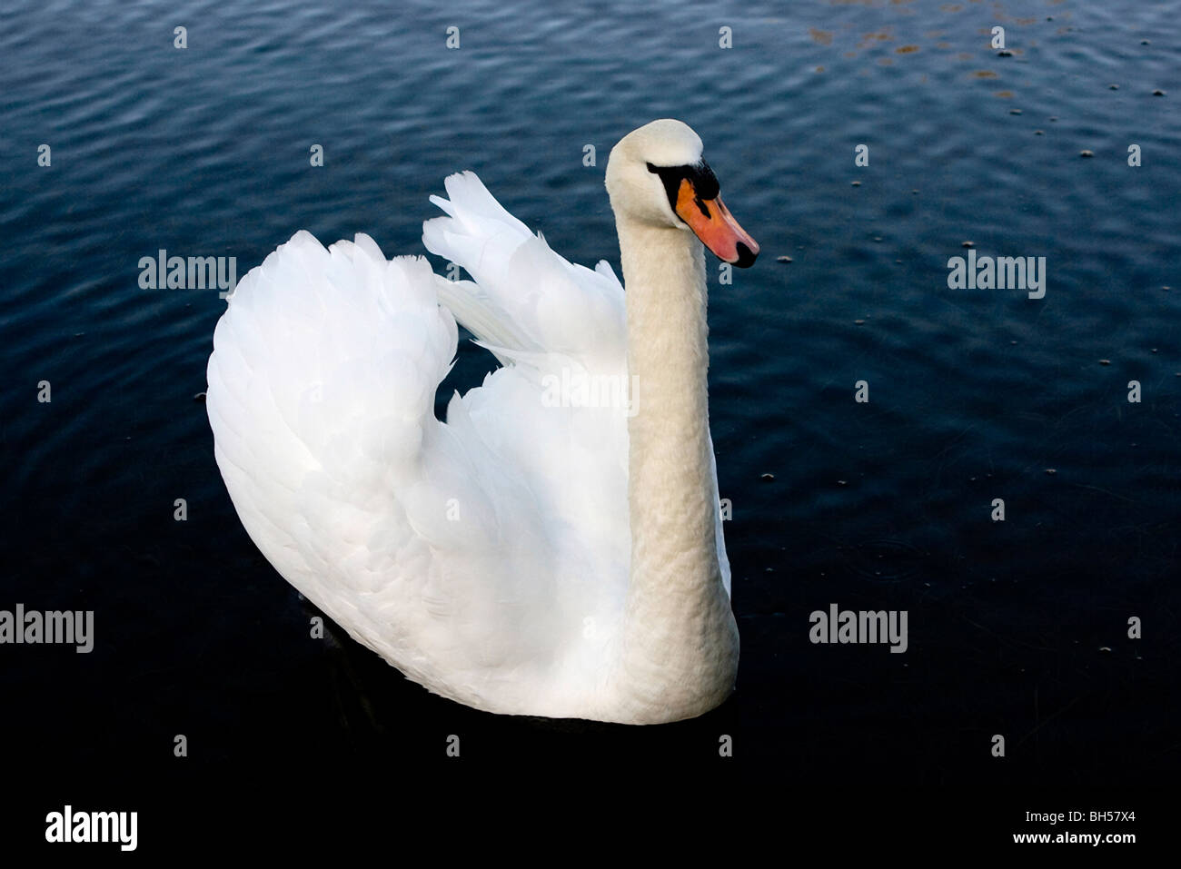White mute Swan Stock Photo - Alamy