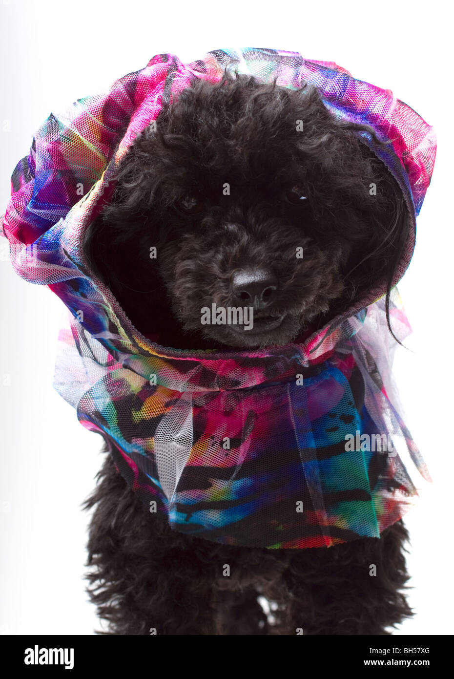 Reaky dog hi-res stock photography and images - Alamy