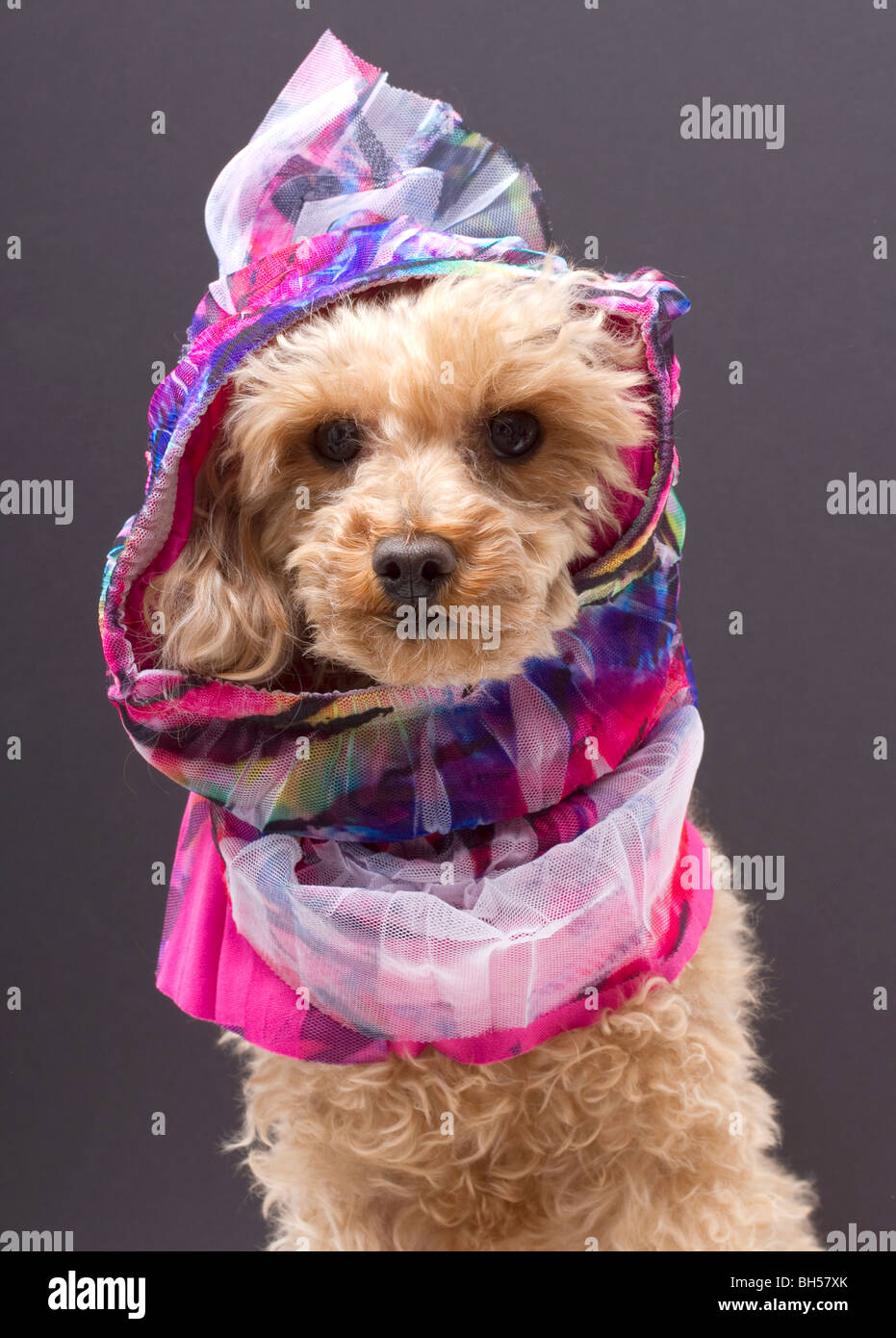 Dog in Head Wrap Stock Photo - Alamy