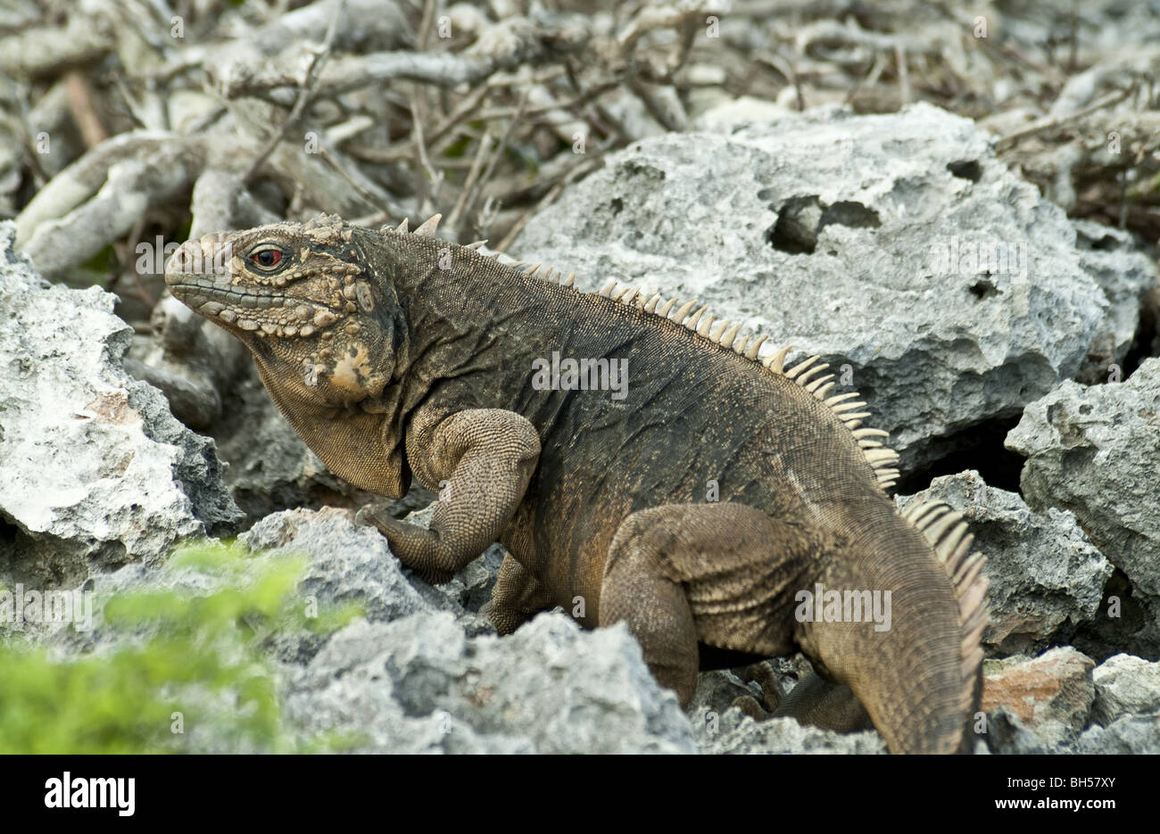 Cuban Ground Iguana, Cyclura nubila Stock Photo - Alamy