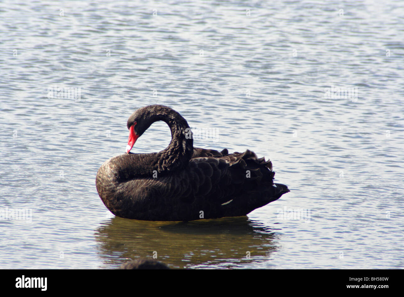 Black swan in Western Australia Stock Photo - Alamy