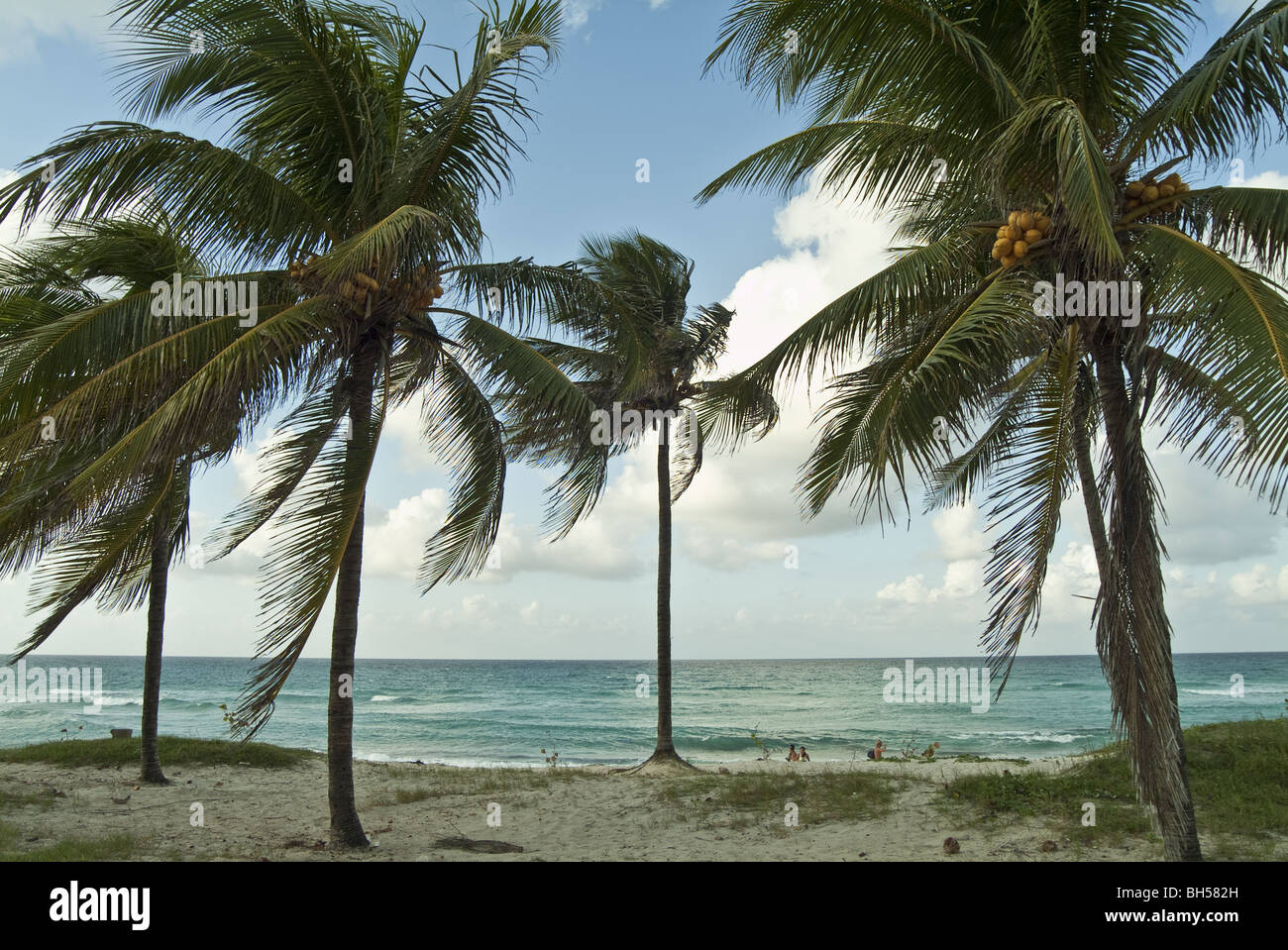 Palm trees on a tropical beach in Cuba Stock Photo - Alamy