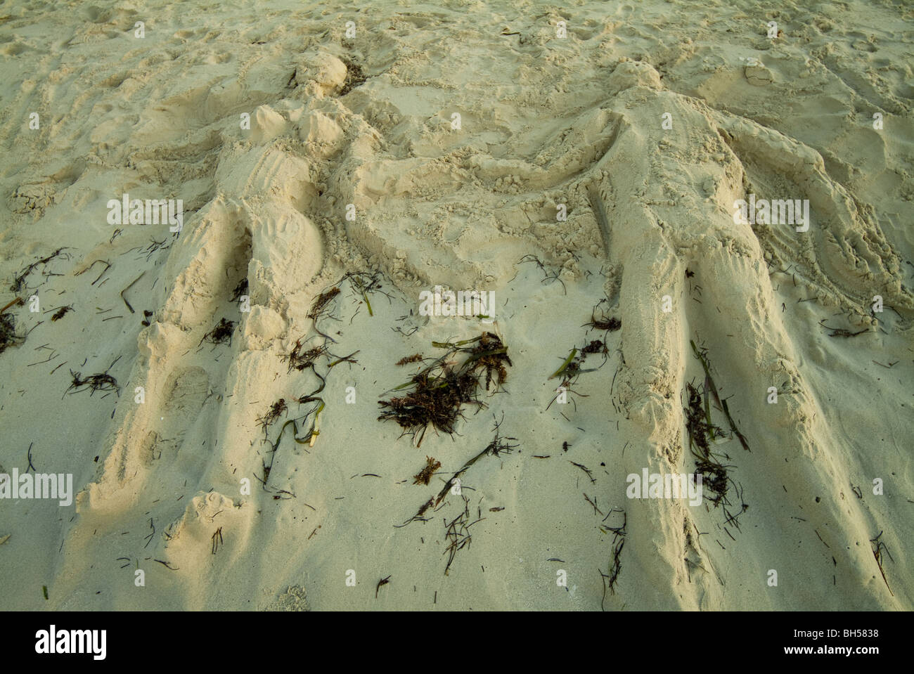 Two sand lovers holding hands on the beach Stock Photo - Alamy