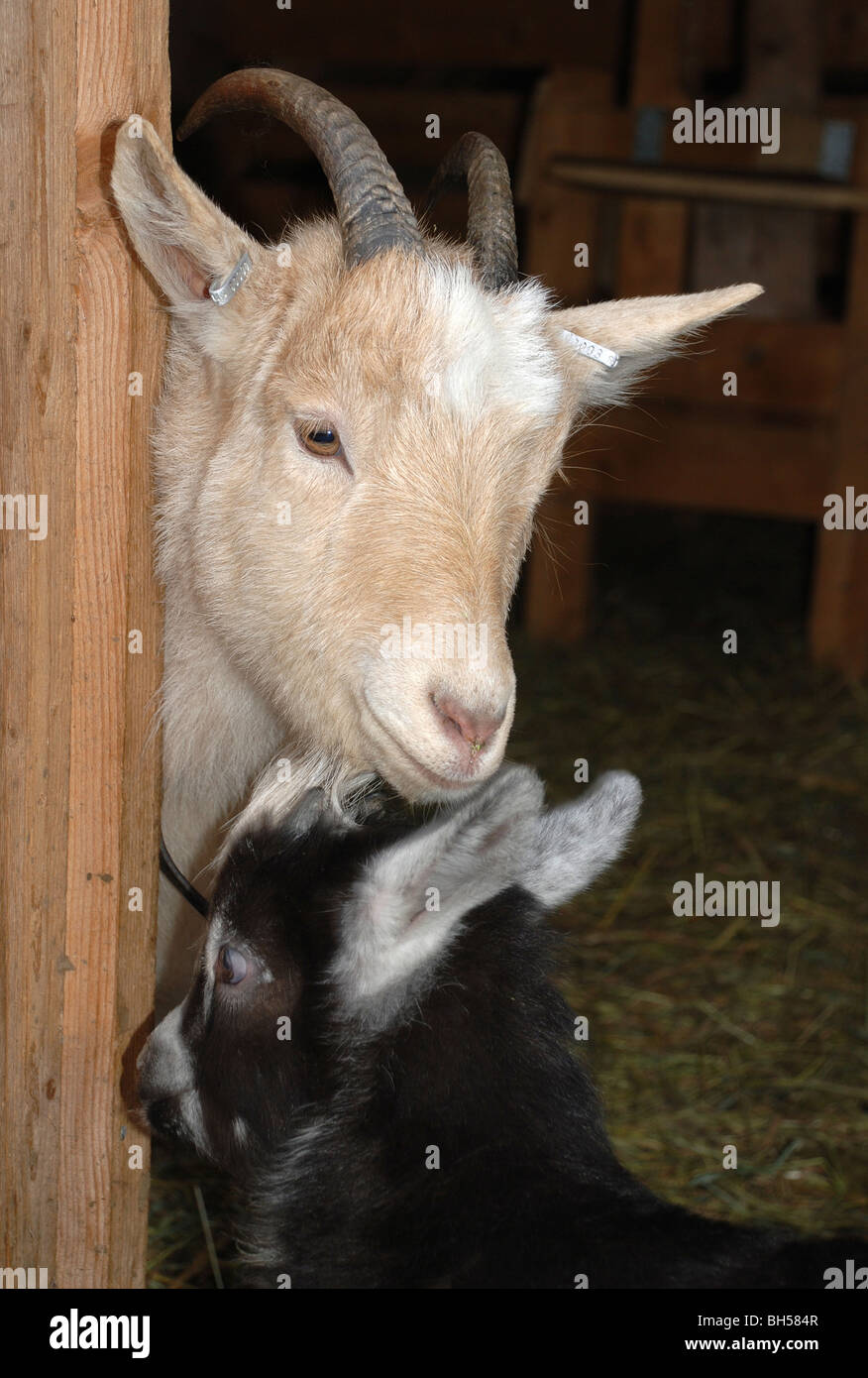 Goat mother with son Stock Photo - Alamy